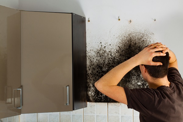 The Top Reasons To Eliminate Mold From Your Home Environmental